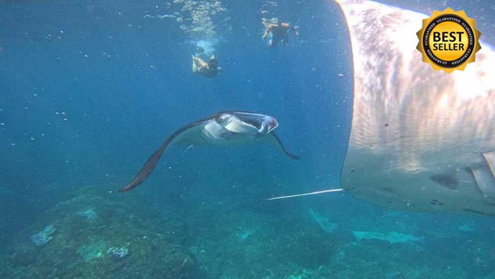 Private Boat Manta Point (Package C) | OK Trip Snorkeling